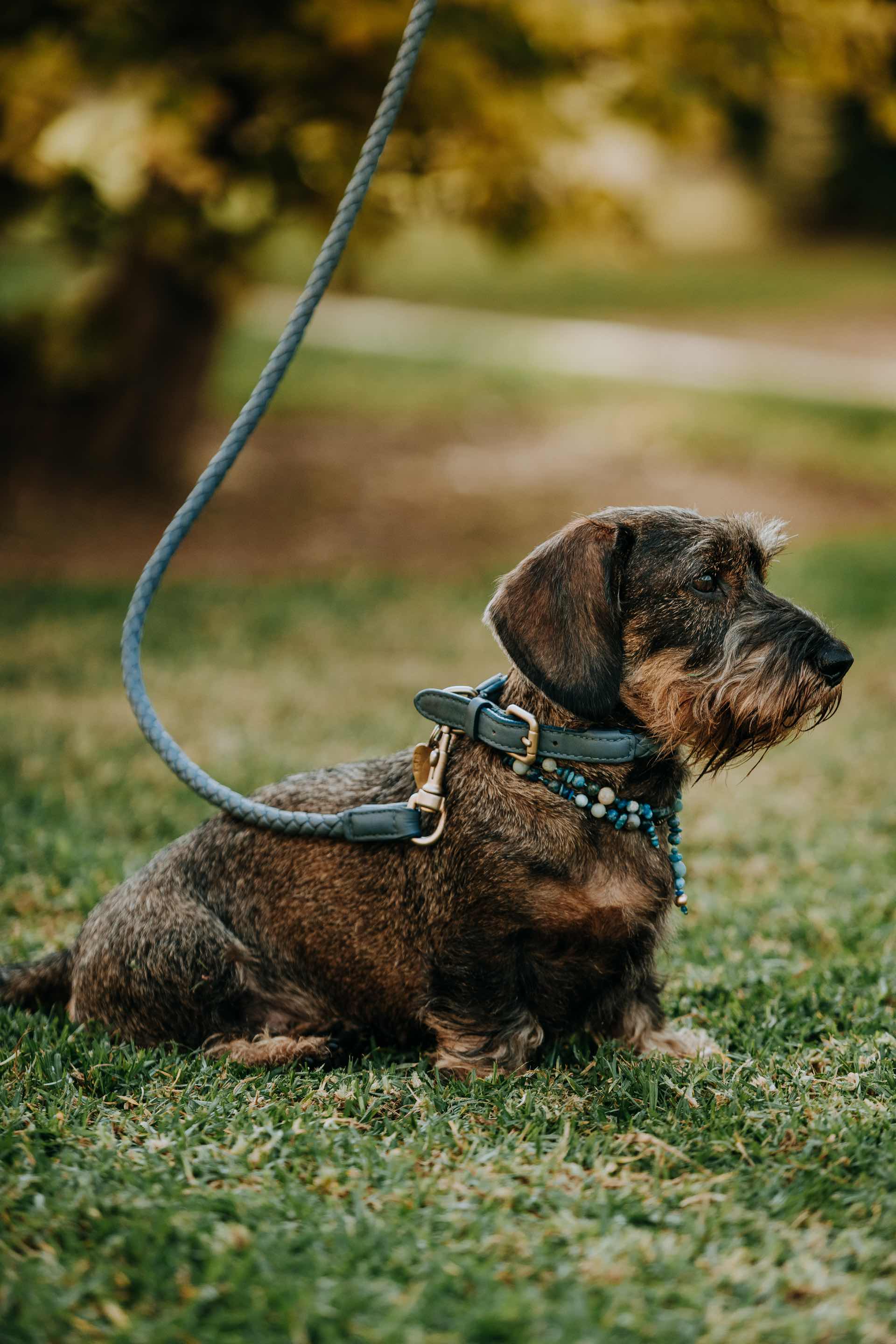 Collars – Pasha Collars